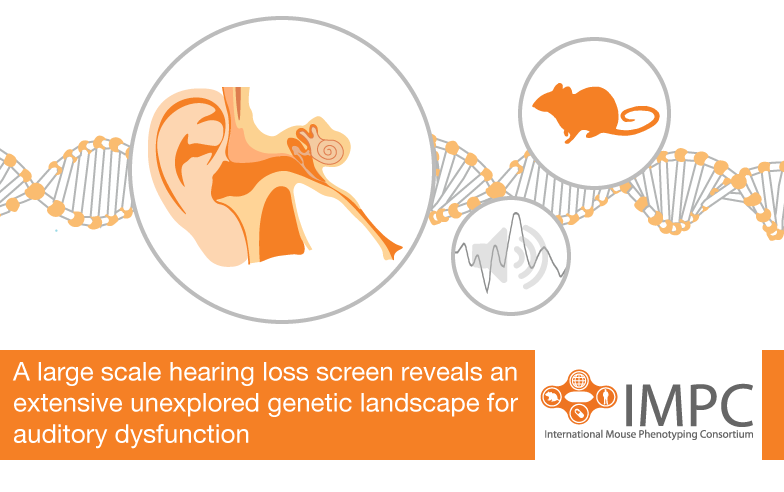 Novel hearing loss genes identified in large study by scientists across ...