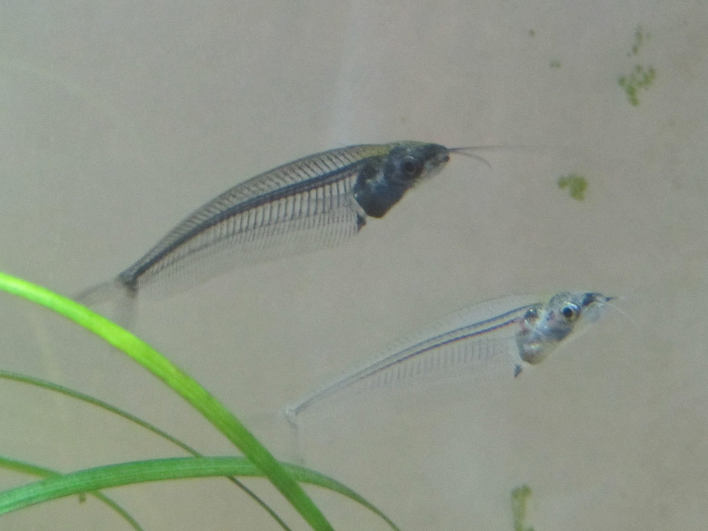 Magnetic gene in fish may help people with epilepsy | IMPC ...