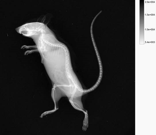 Mouse models allow for in-depth in vivo analysis of bone healing in the ...
