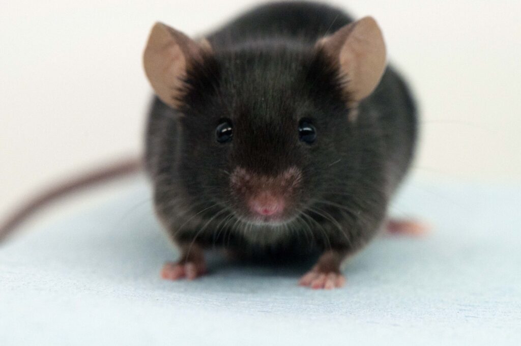 SETD3 – An Actin Methyltransferase That Prevents Primary Dystocia ...