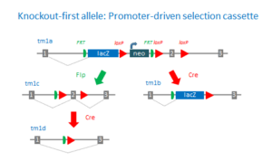 Allele design | IMPC | International Mouse Phenotyping Consortium
