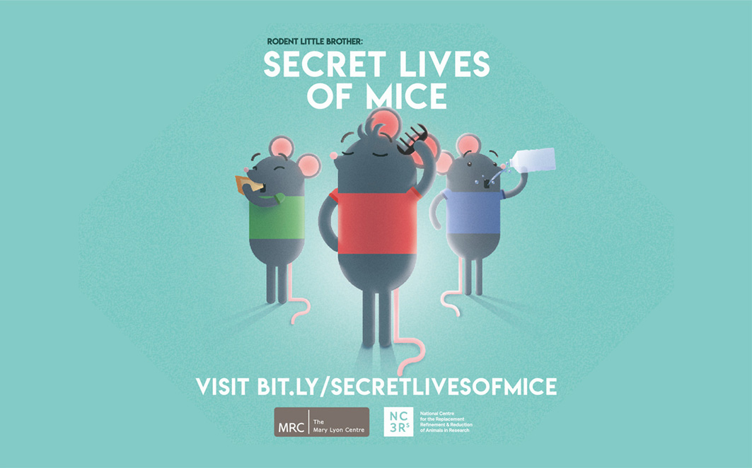 Can the Public Revolutionise How Mouse Models Are Studied? | IMPC ...