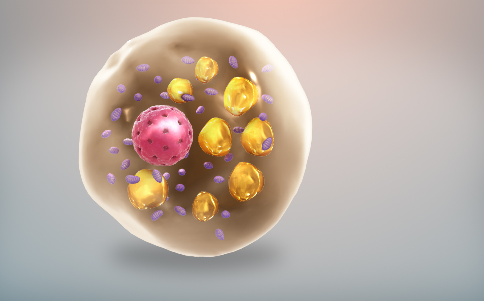 Brown Fat Tissue Location