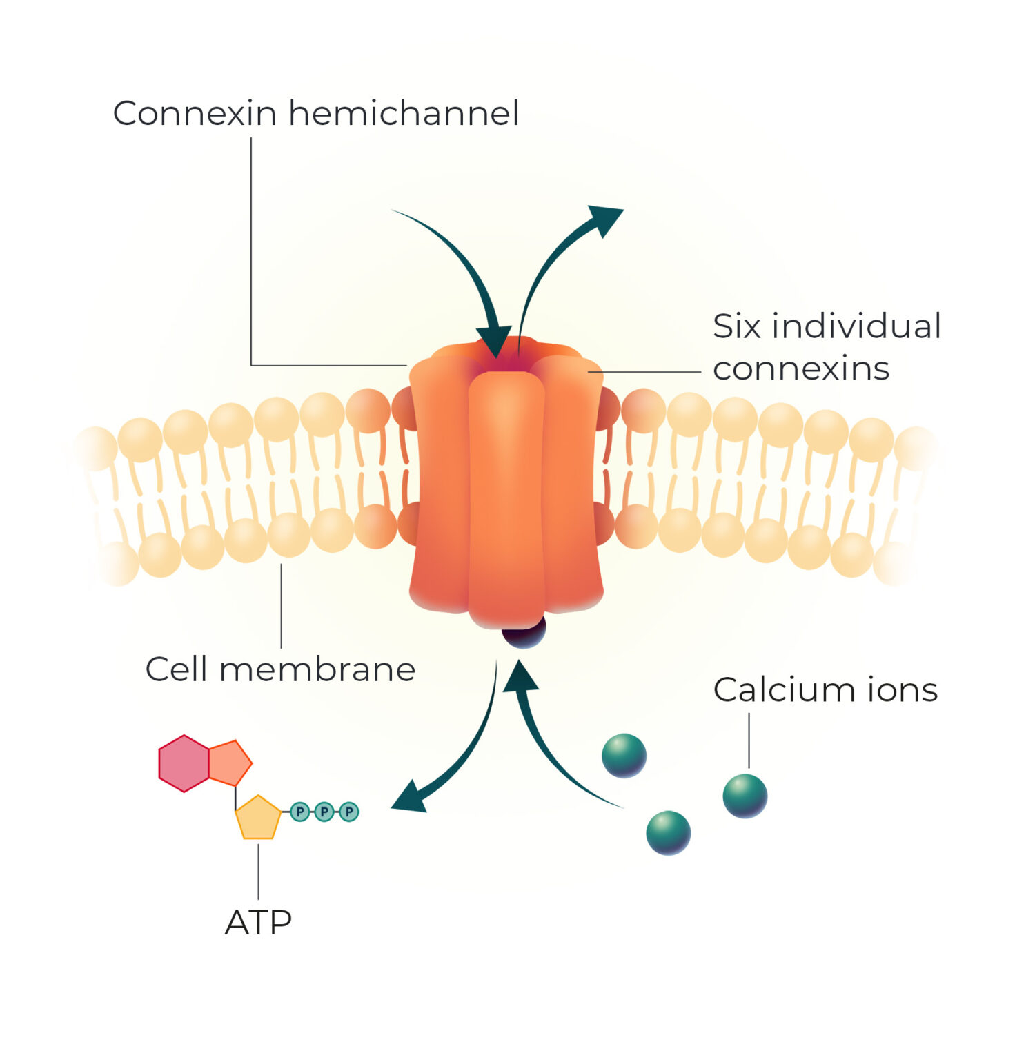 Antibody Proves Effective Against Leaky Channels Implicated in Rare ...