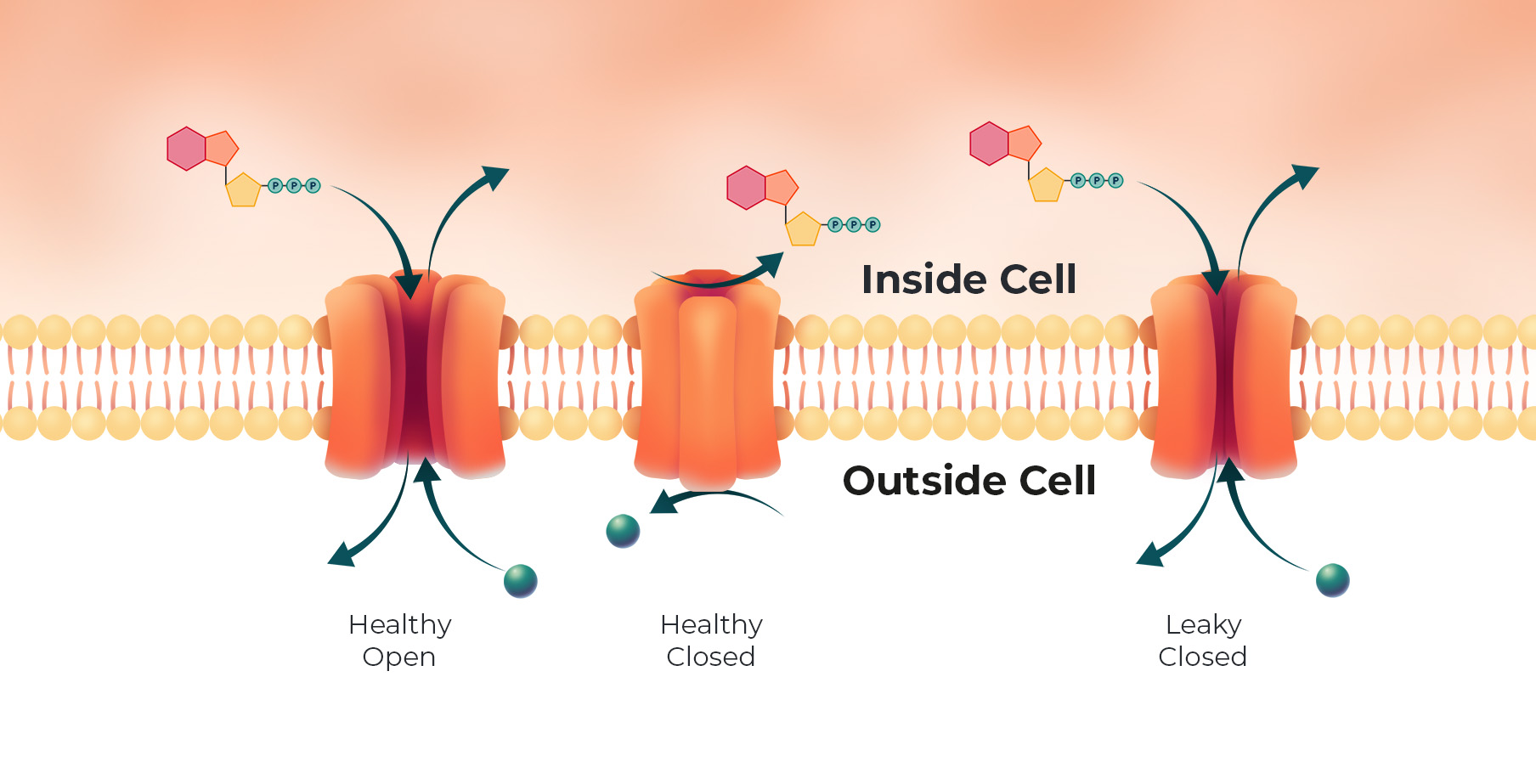Antibody Proves Effective Against Leaky Channels Implicated in Rare ...