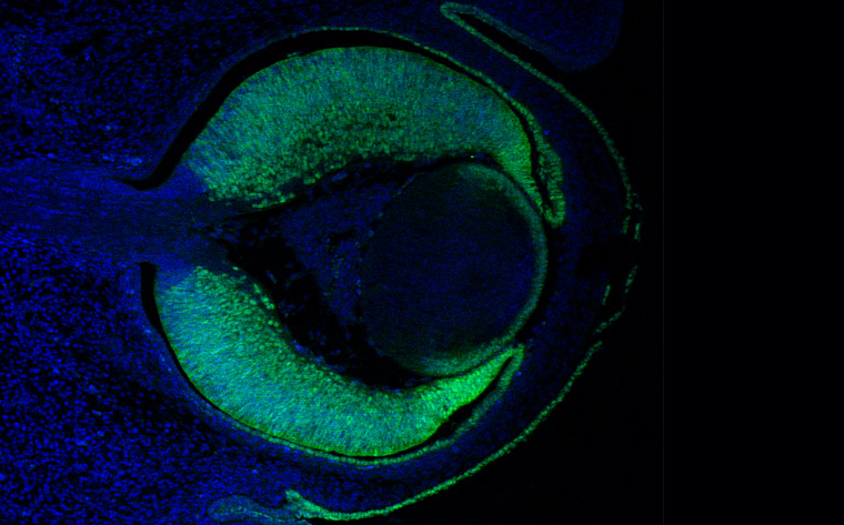 Home - IMPC | International Mouse Phenotyping Consortium