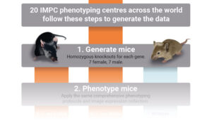 Getting Started with IMPC Data | IMPC | International Mouse Phenotyping ...