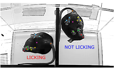 JAX Researchers Develop New Automated System for Recording Pain ...