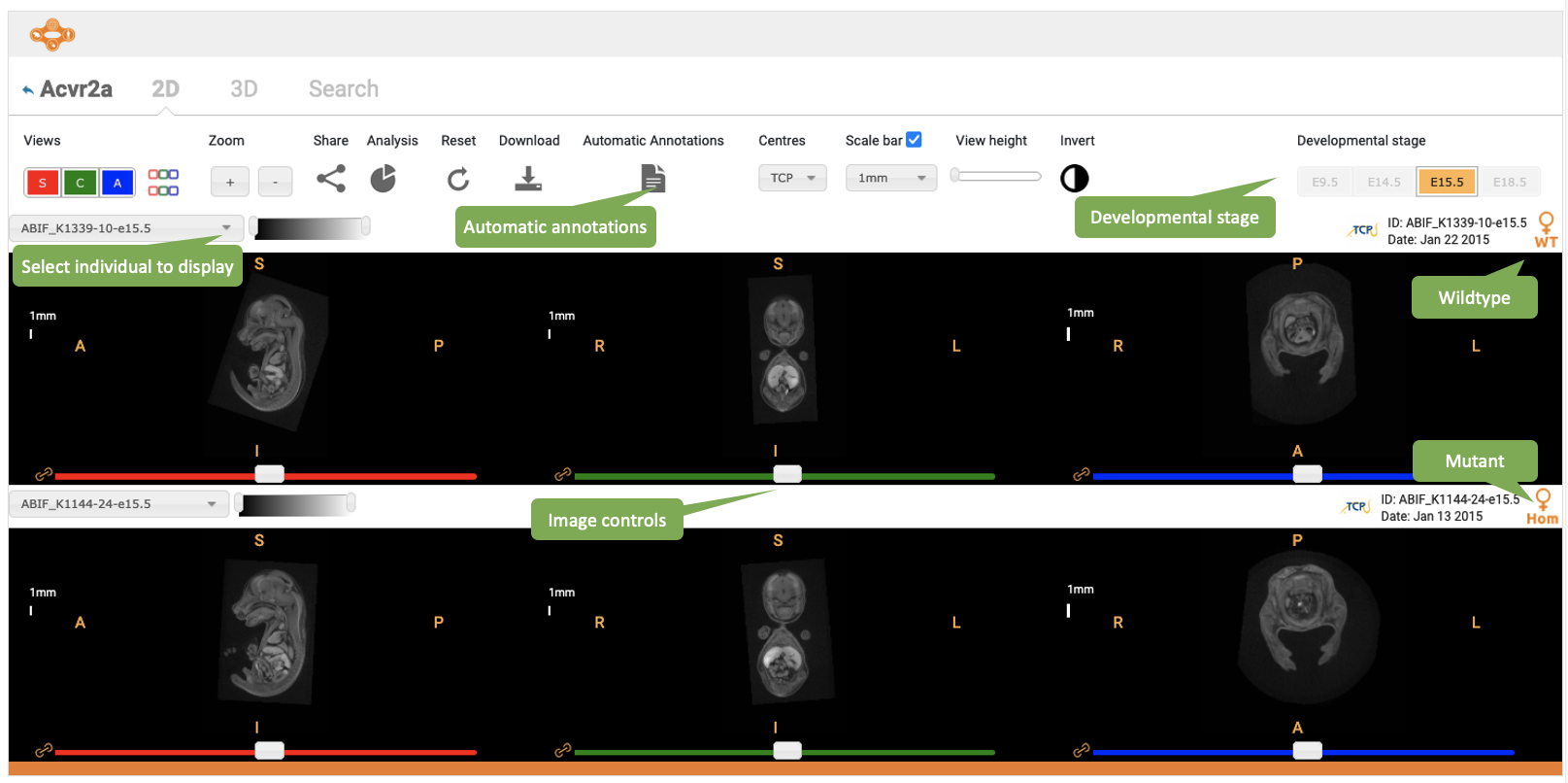 Accessing the Interactive Embryo Viewer | IMPC | International Mouse ...