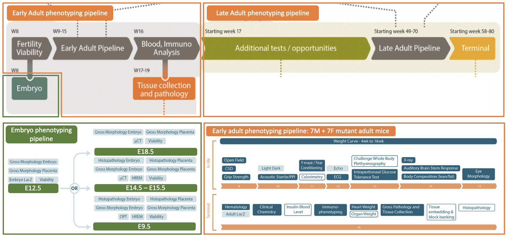 Standardized Mouse Phenotyping | IMPC | International Mouse Phenotyping Consortium